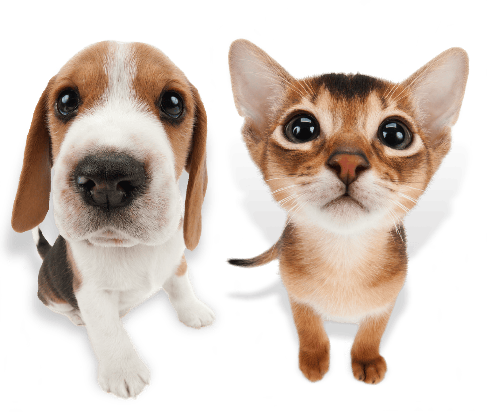 SAVE THE DOG PROJECT